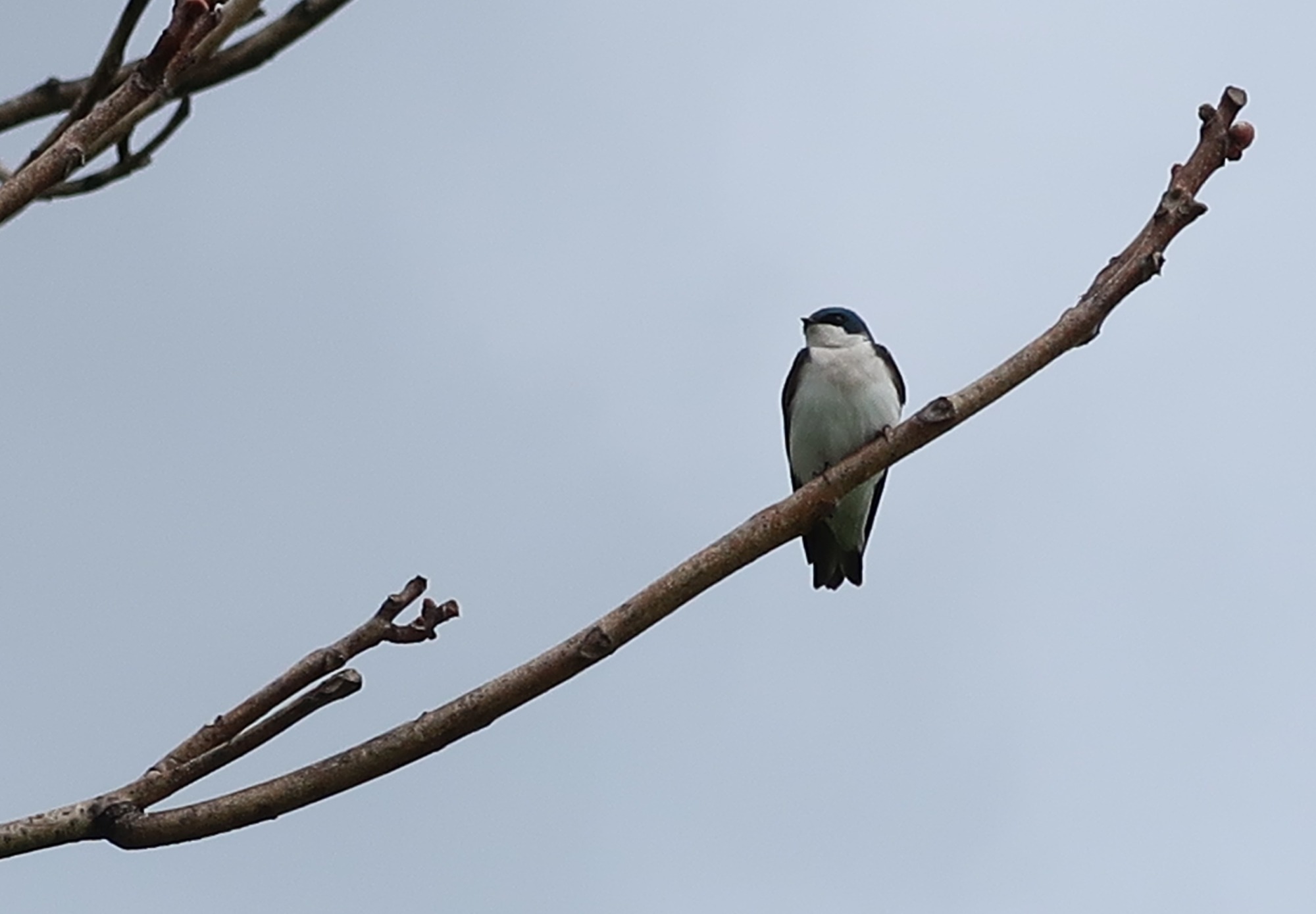 Birds of Chester County